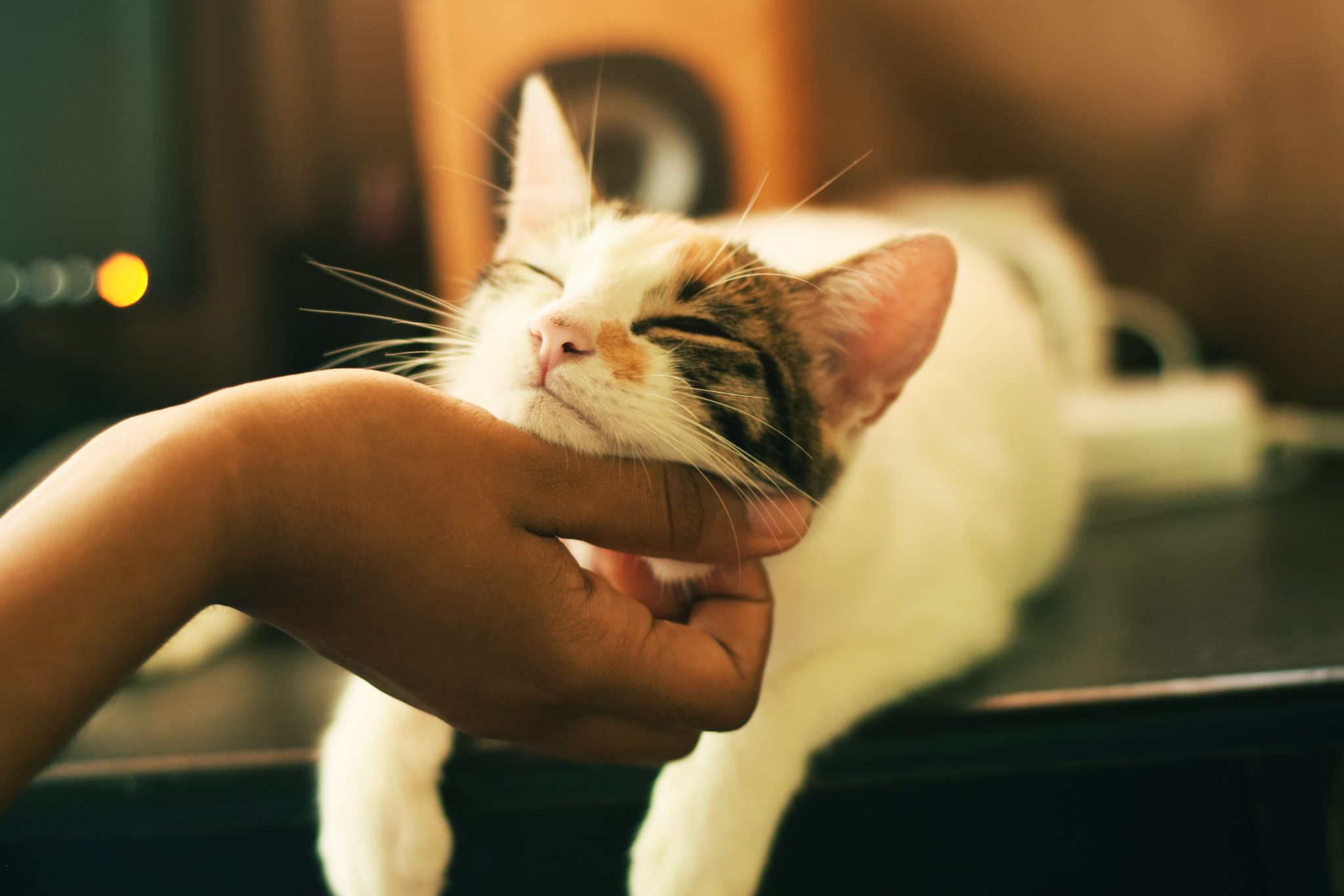 How To Groom A Cat: Bathing, Brushing & More | Pets Leaf