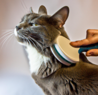 How To Groom A Cat: Bathing, Brushing & More | Pets Leaf