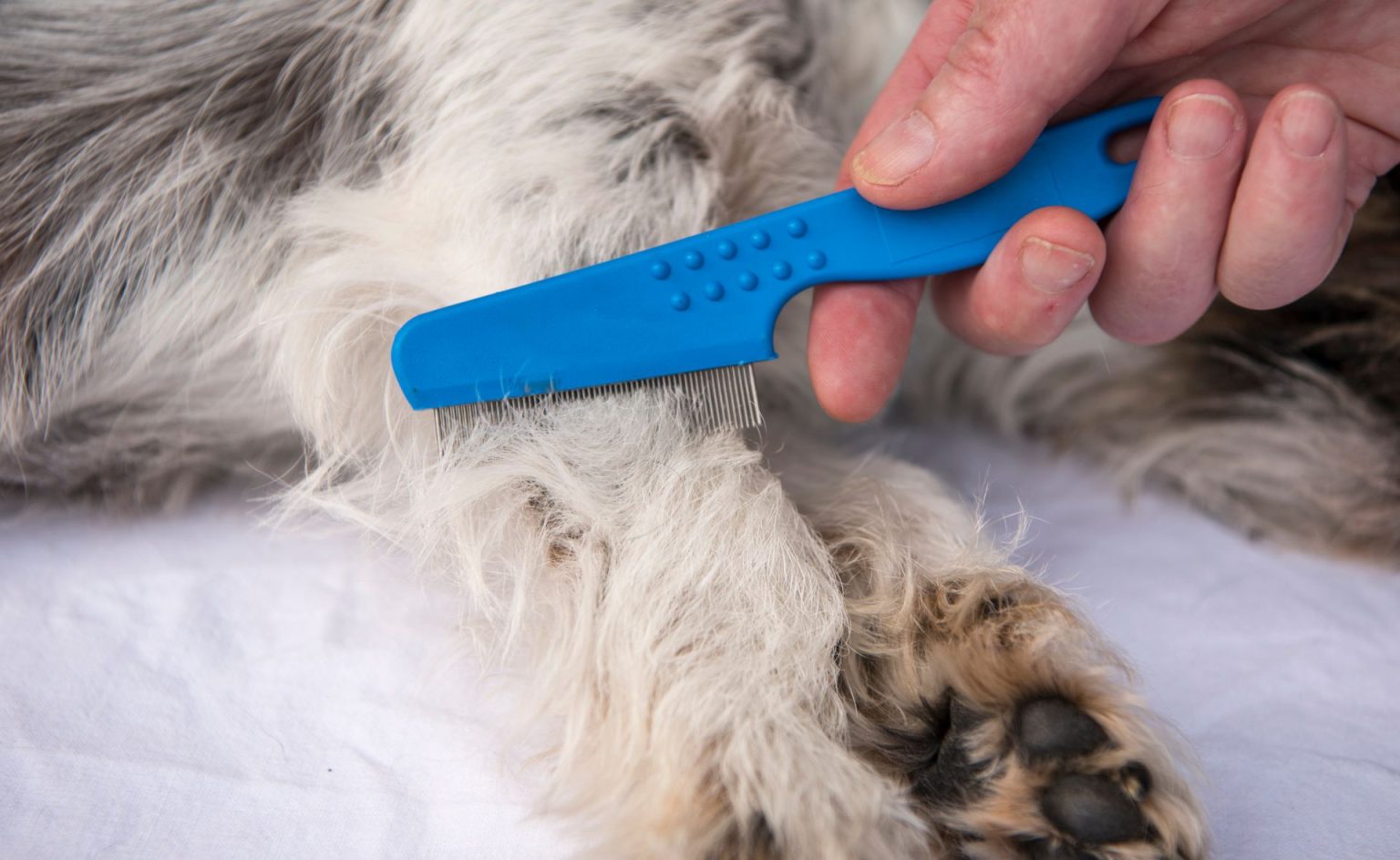 How To Use A Cat Flea Comb + Best Treatments | Pets Leaf