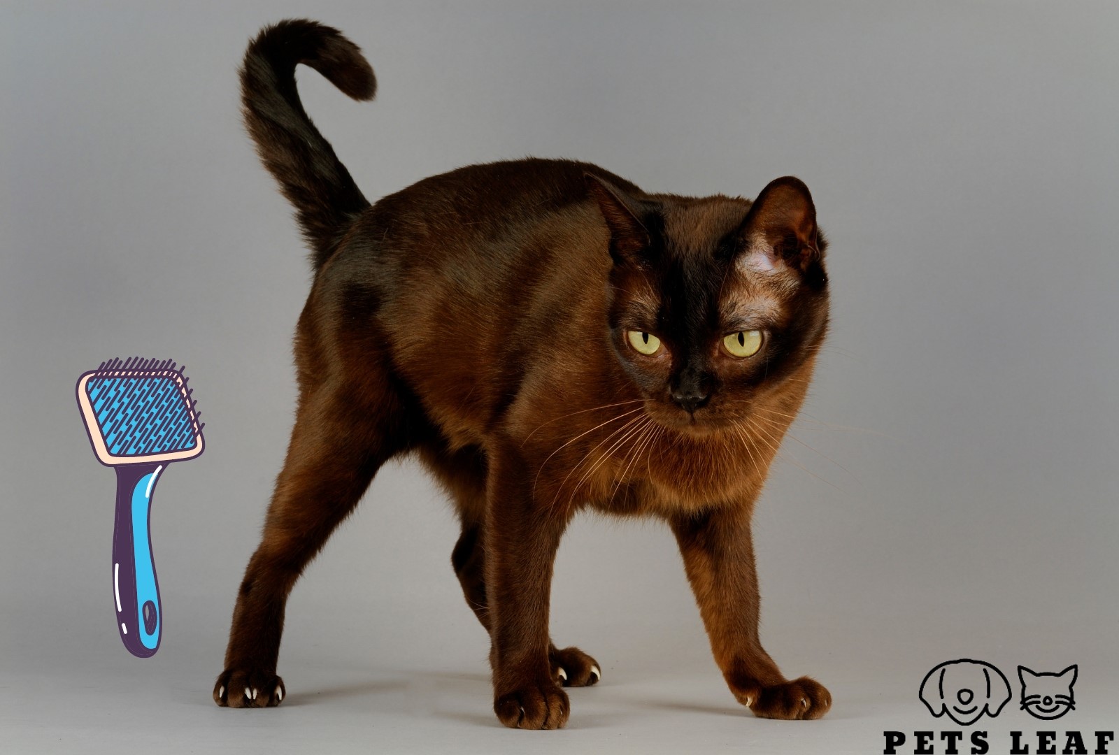 How To Groom A Suphalak Cat: Step-by-Step Guide | Pets Leaf