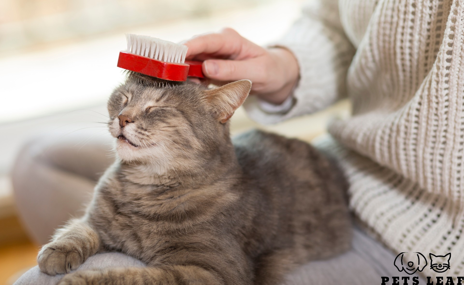 How To Groom A Tabby Cat: The Ultimate Guide | Pets Leaf