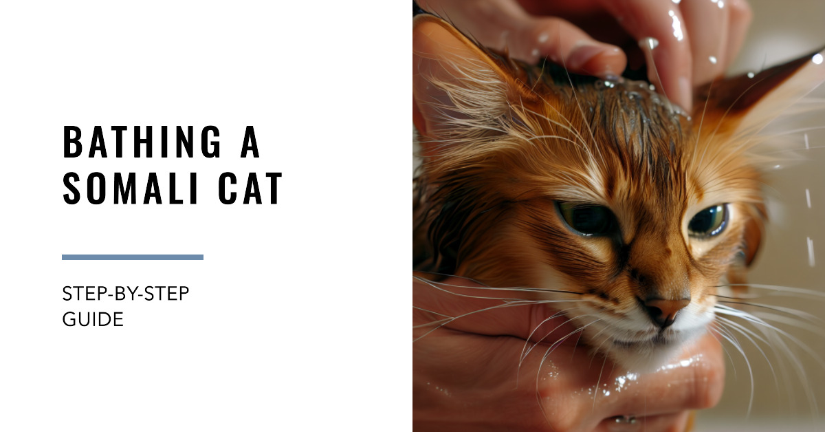 How To Groom A Somali Cat: A Comprehensive Guide | Pets Leaf