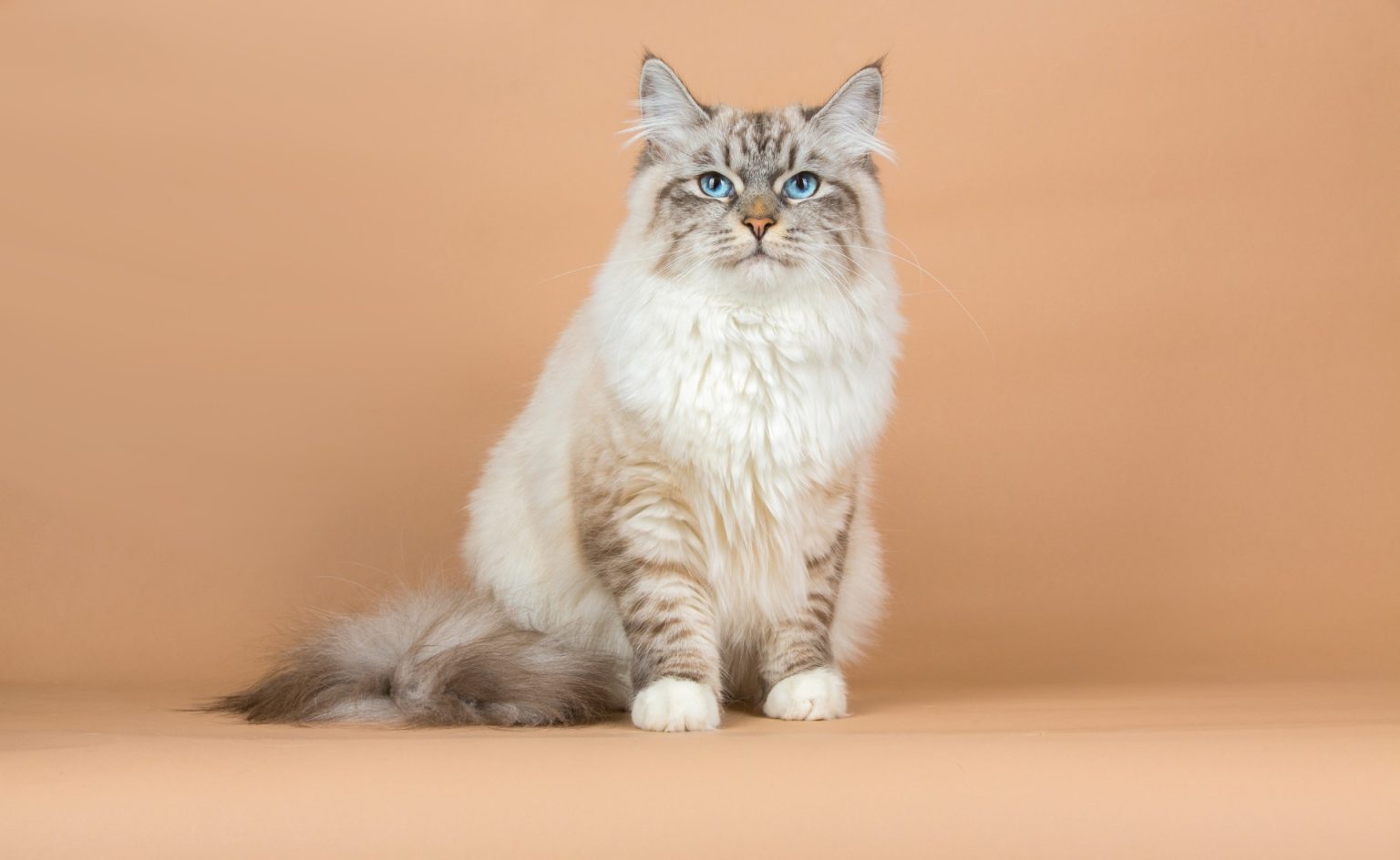 How To Groom A Siberian Cat: Step-by-Step Guide | Pets Leaf