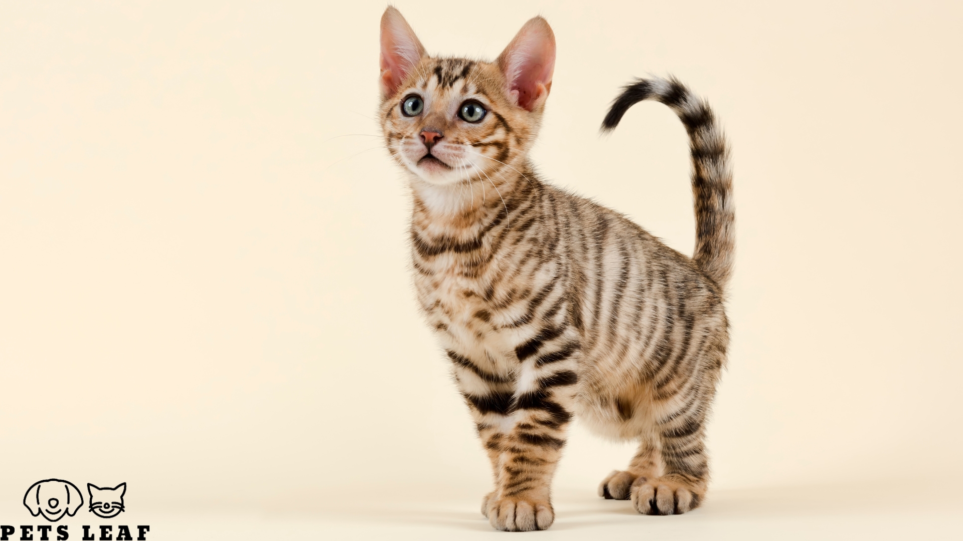How To Groom A Toyger Cat: The Ultimate Guide | Pets Leaf