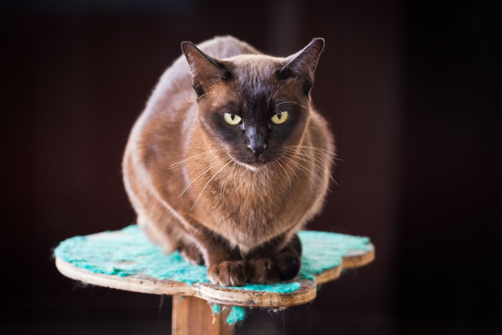 How To Groom A Suphalak Cat: Step-by-Step Guide | Pets Leaf