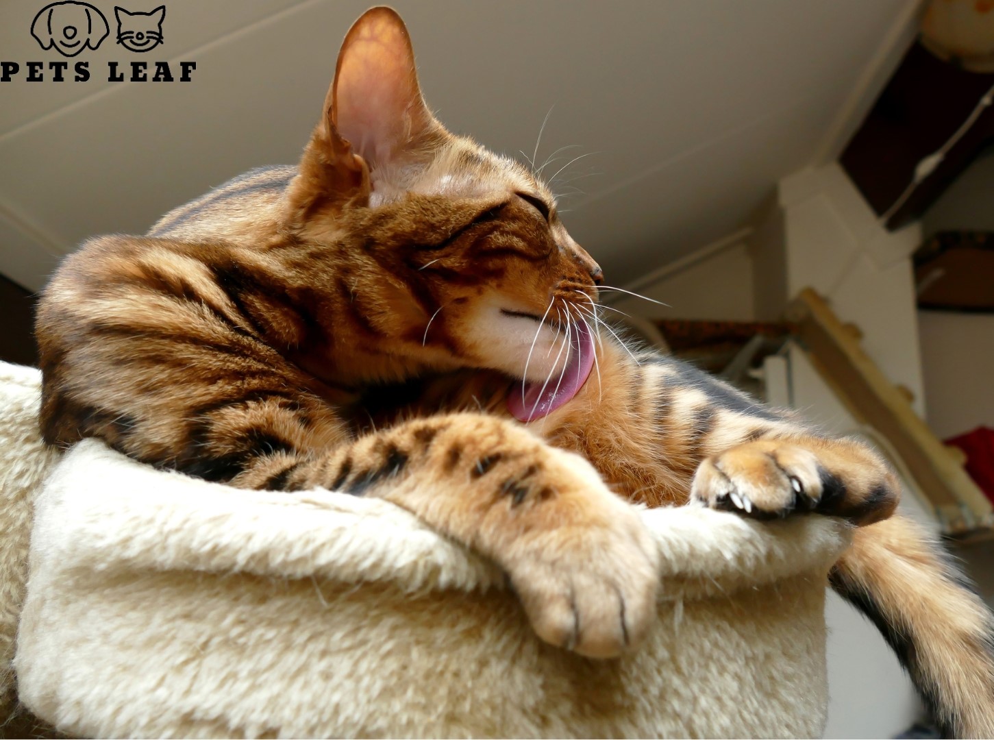 How To Stop Your Cat From Overgrooming | Pets Leaf
