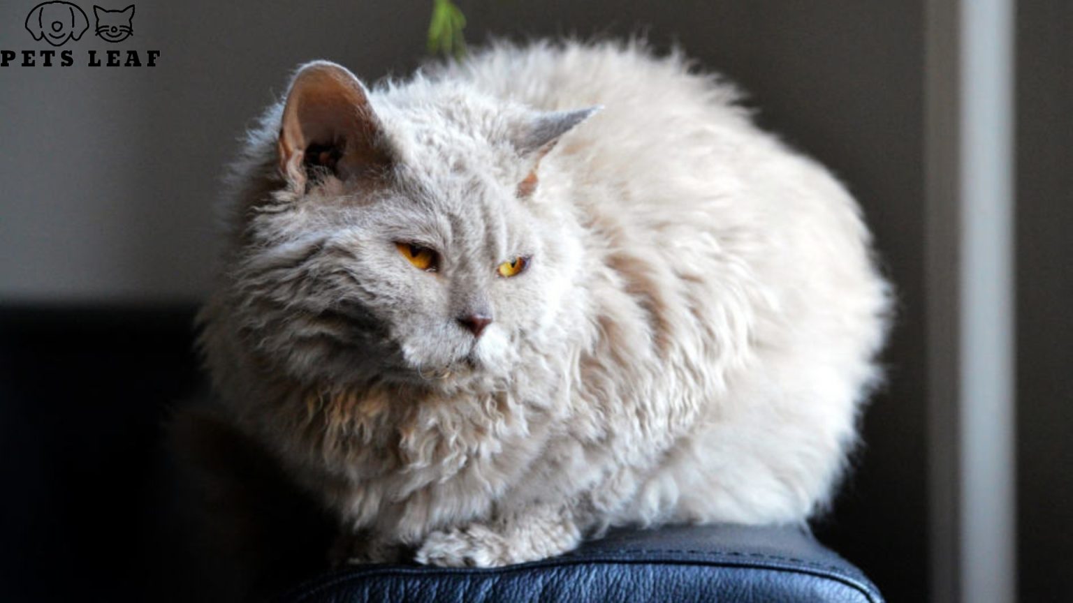 How To Groom A Lambkin Cat: The Ultimate Guide | Pets Leaf