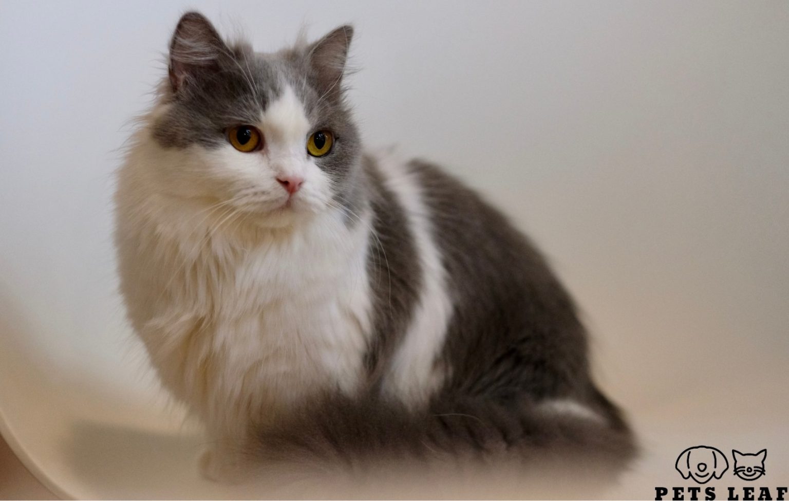 Grooming A Minuet Cat: Complete Coat Care Guide | Pets Leaf