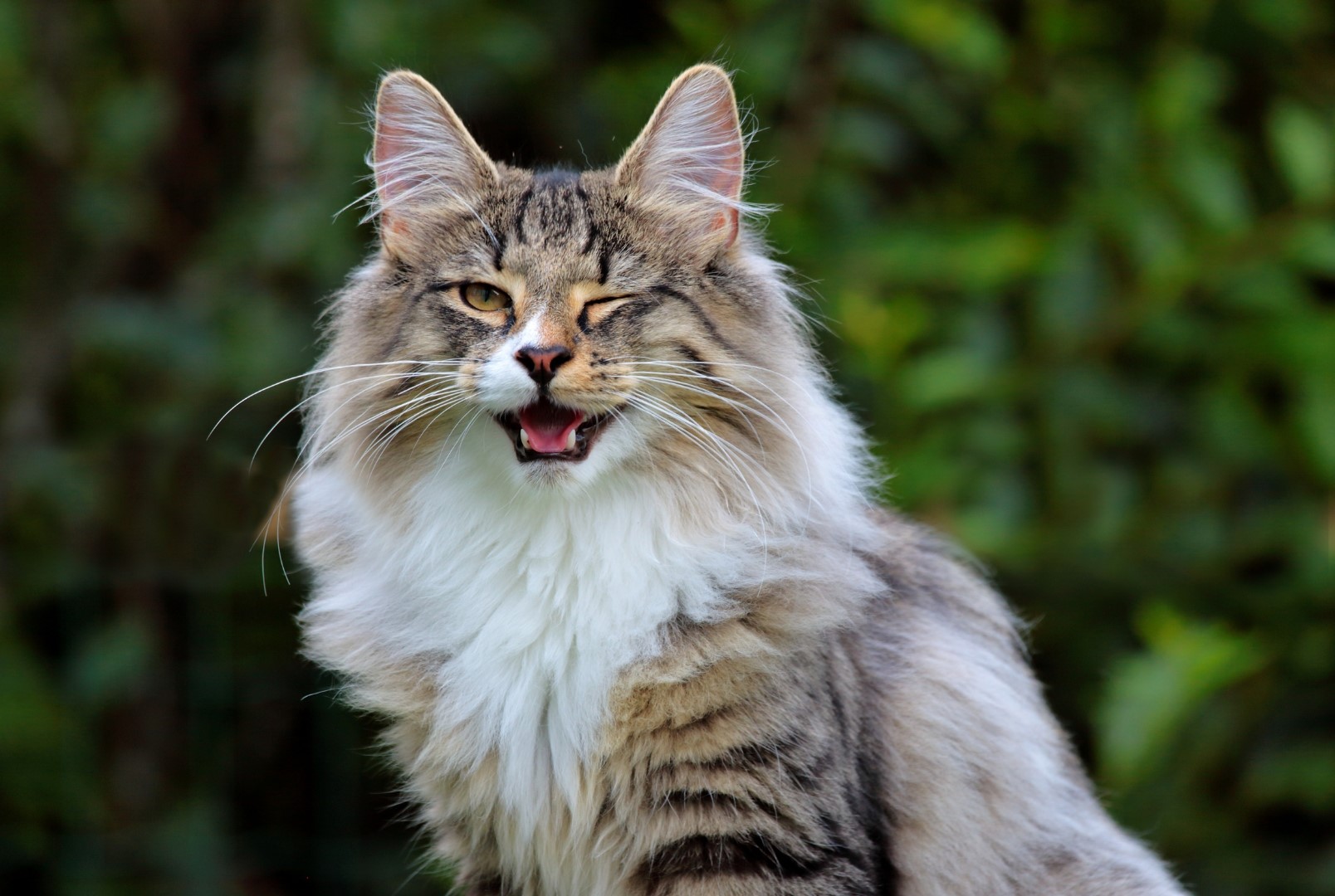Norwegian Forest Cat: Coat, Teeth & Ear Care | Pets Leaf