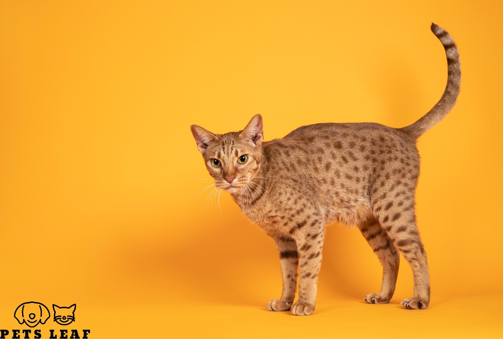 How To Groom An Ocicat Cat: The Ultimate Guide | Pets Leaf