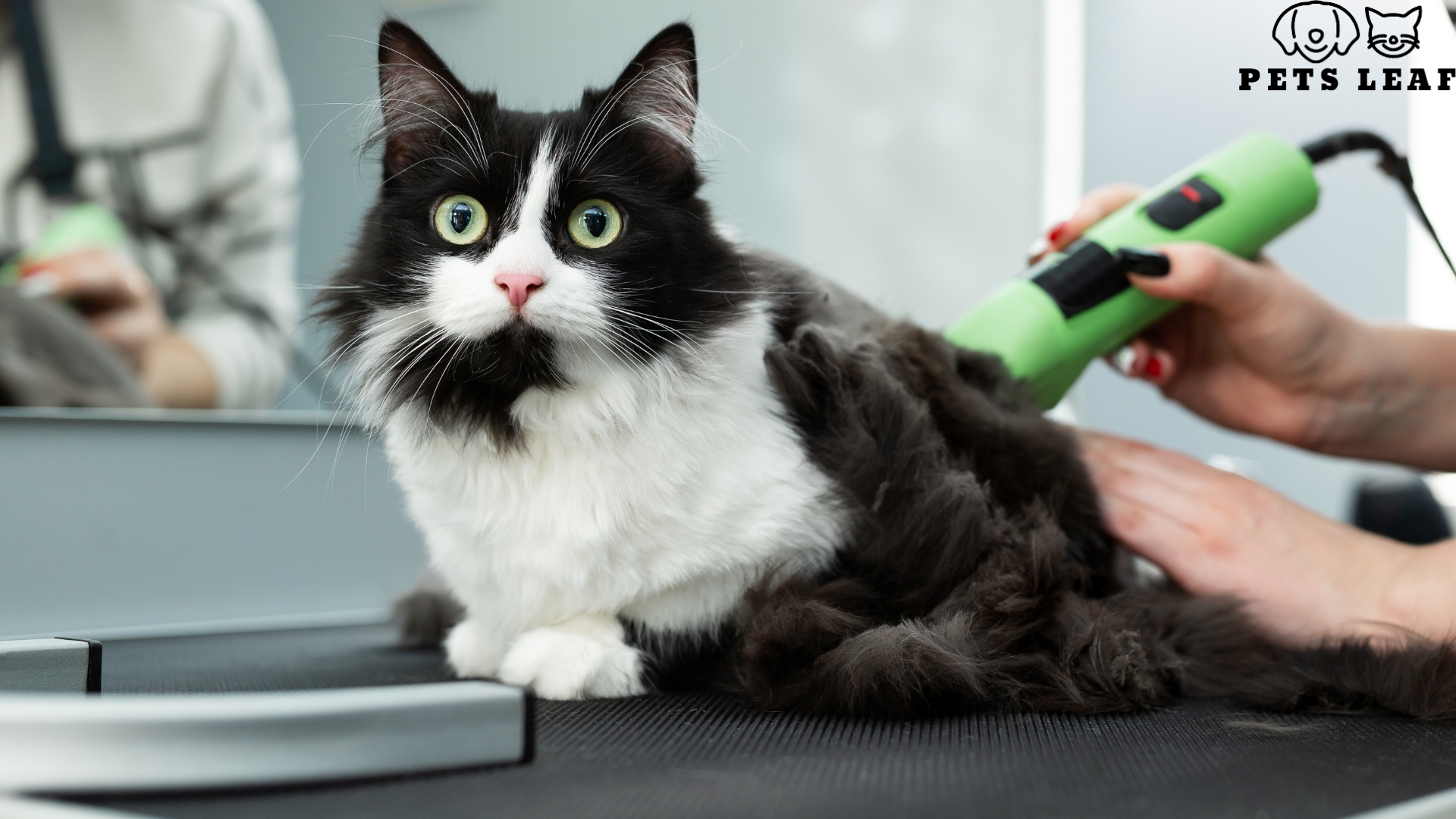7 Reasons Cats Need Professional Grooming | Pets Leaf