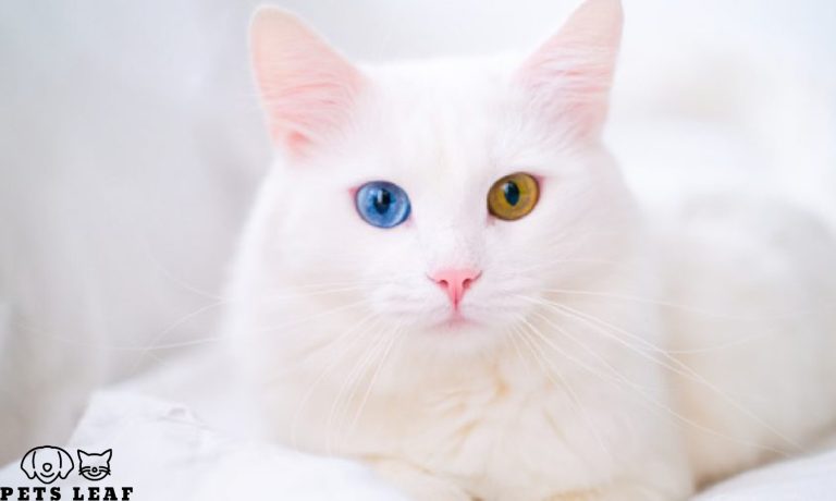 Russian White Cat Expert Grooming Guide | Pets Leaf