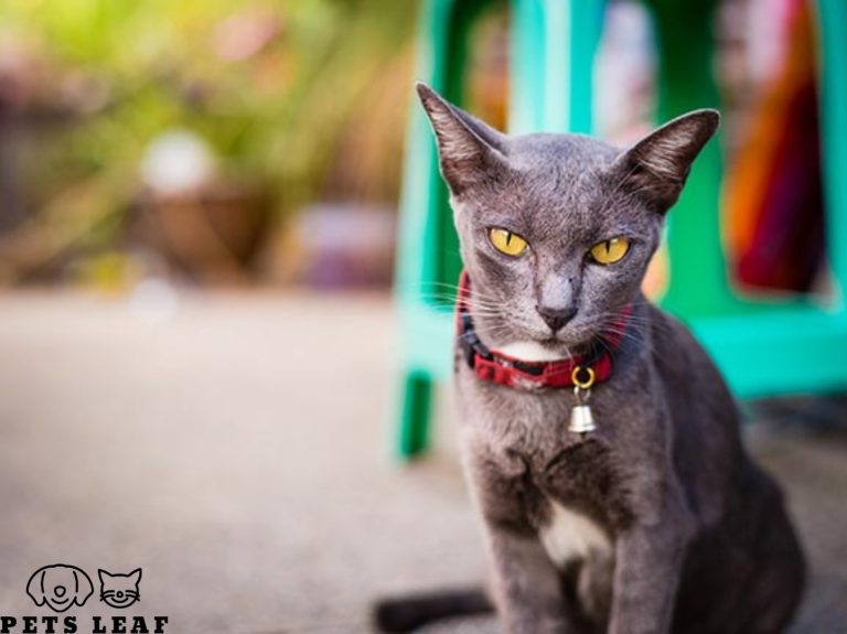 Sam Sawet Cat Grooming: A Step-by-Step Guide | Pets Leaf