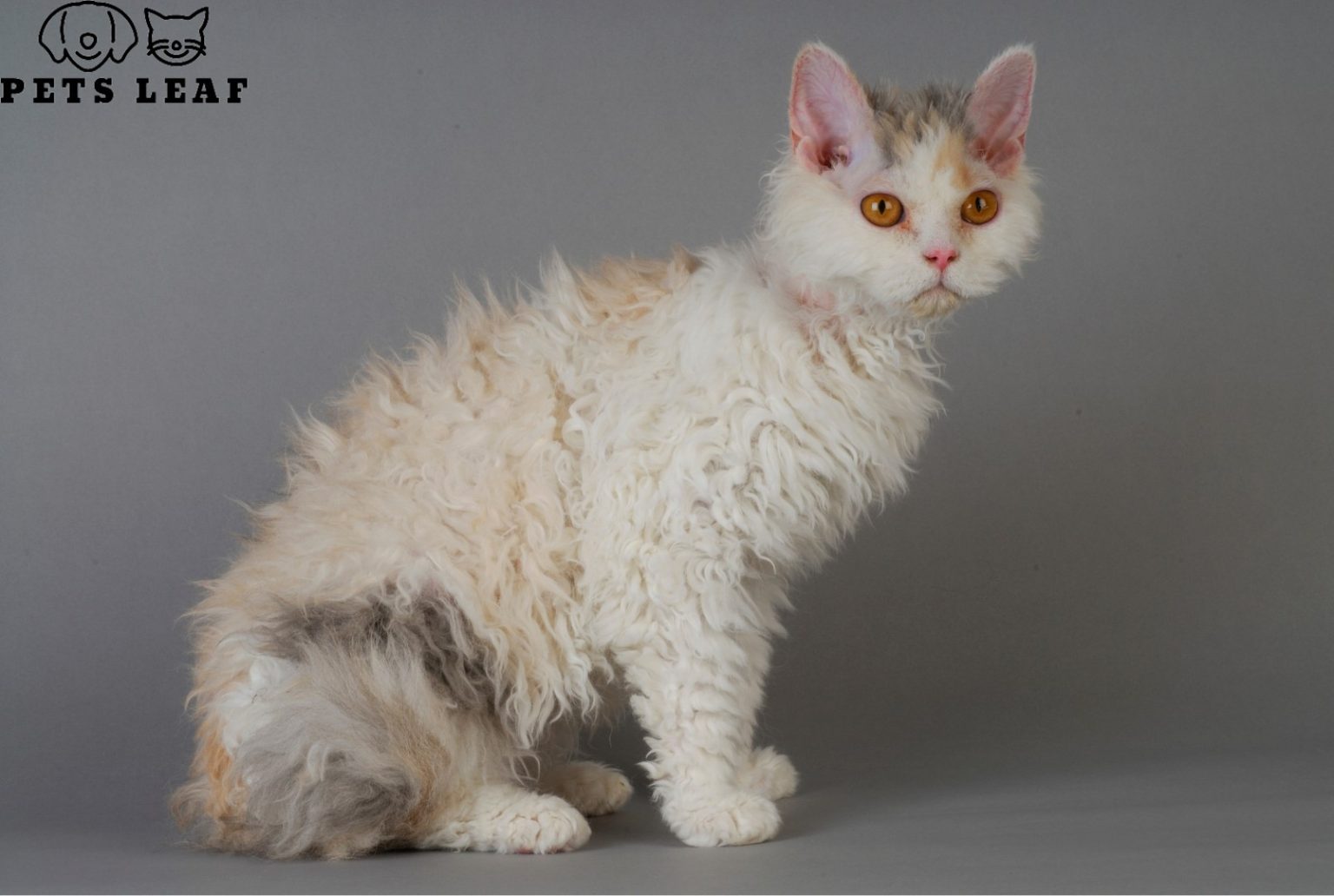 How To Groom A Selkirk Rex Cat: The Ultimate Guide | Pets Leaf