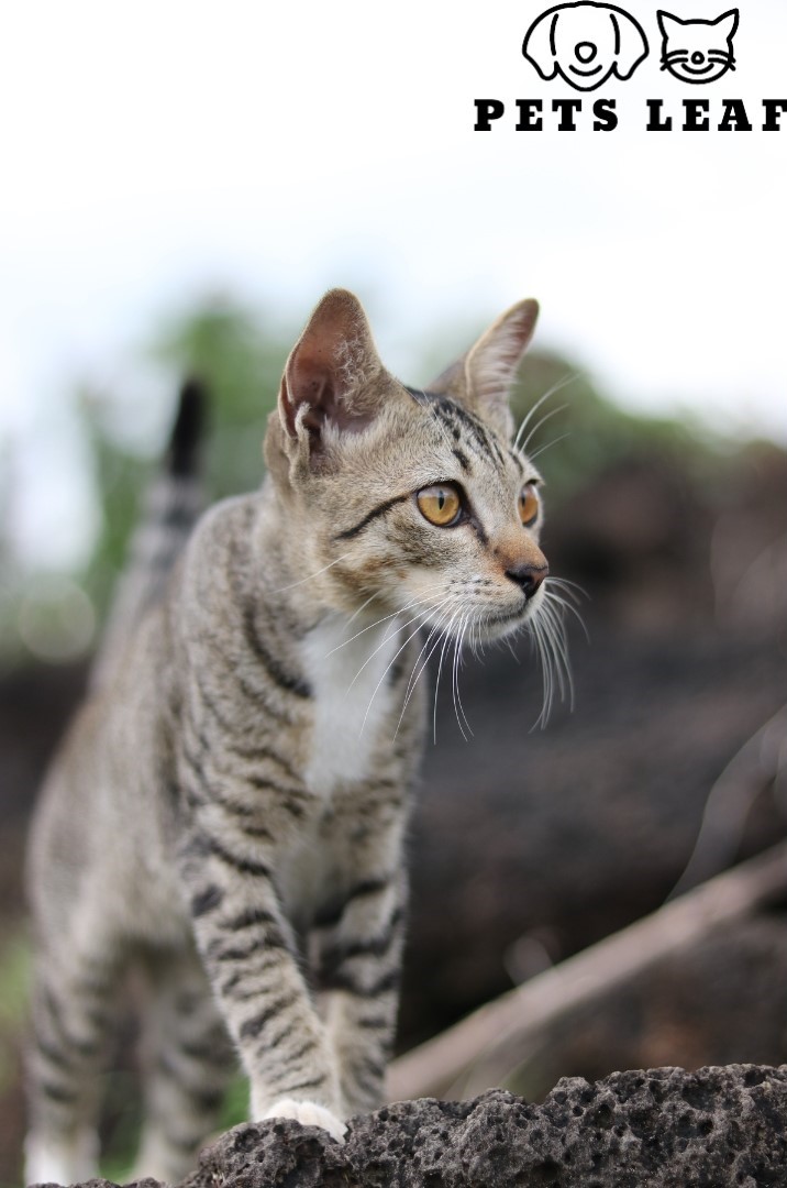 How To Groom A Kanaani Cat: A Comprehensive Guide | Pets Leaf
