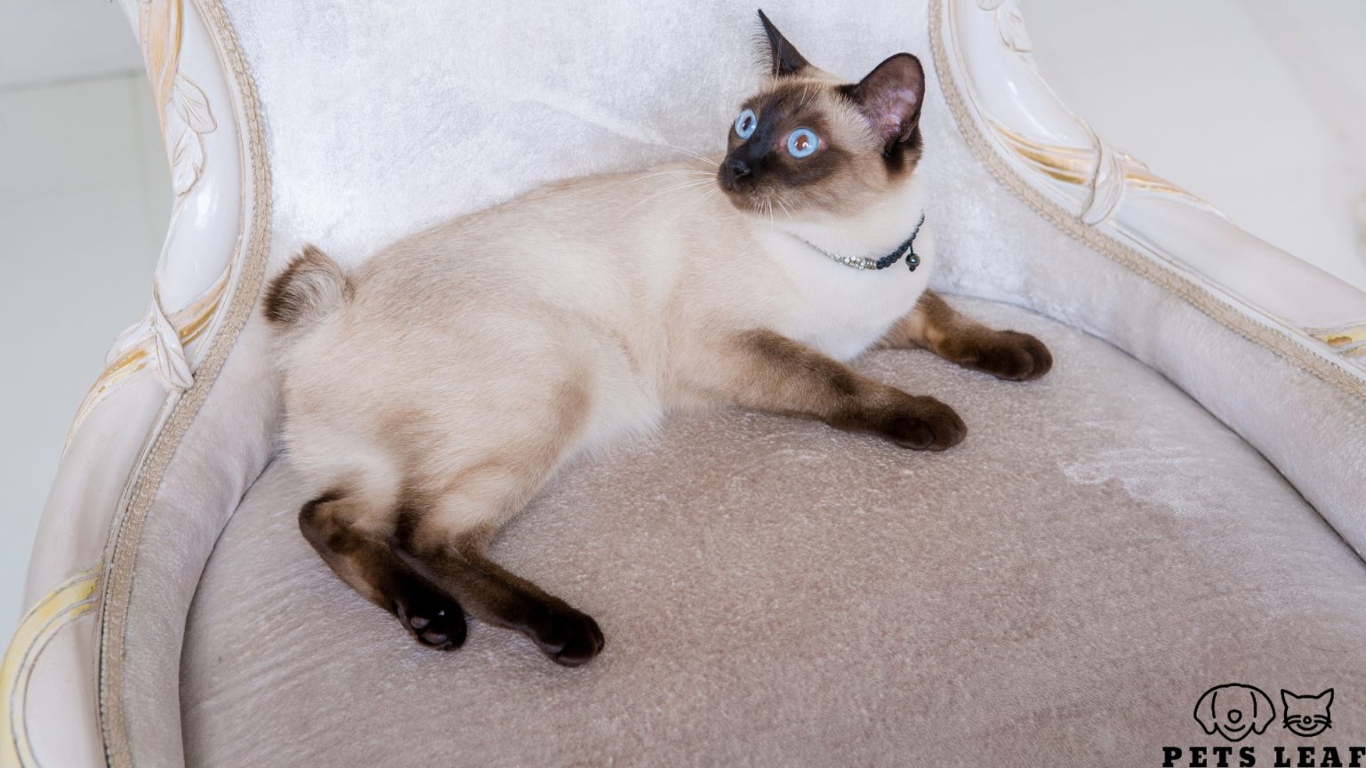 How To Groom A Mekong Bobtail Cat: A Comprehensive Guide | Pets Leaf