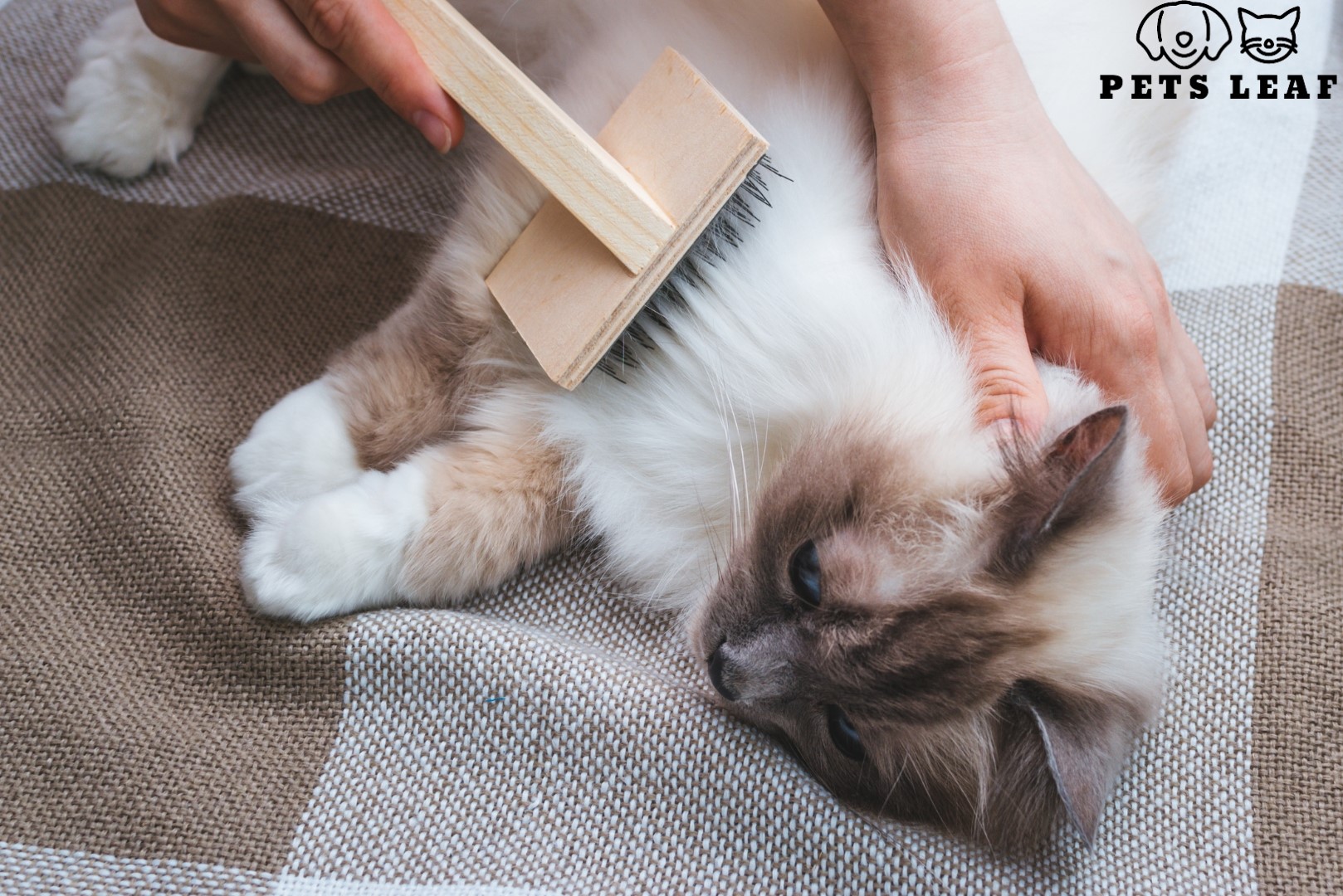 The Ultimate Guide To Controlling Cat Shedding | Pets Leaf